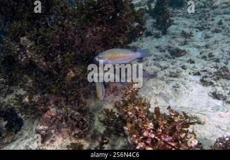Emerald Parrotfish (Nicholsina usta) the Caribbean Sea Stock Photo - Alamy