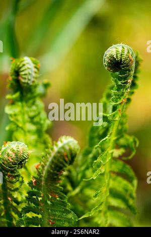 Spring young ferns Stock Photo - Alamy