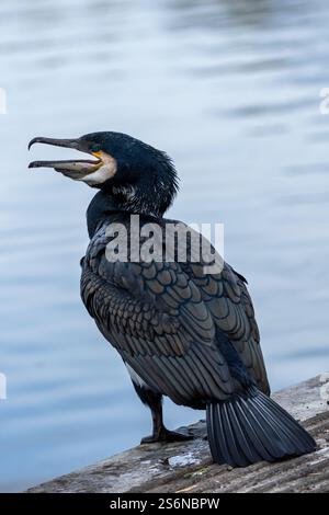 Cormorant bird close up taken on the Somerset levels showing their ...