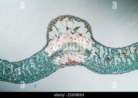 Rosemary leaves cross section, 100x Stock Photo - Alamy