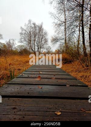 Boardwalk on a trekking trail in a forest in National Park Chiloe ...