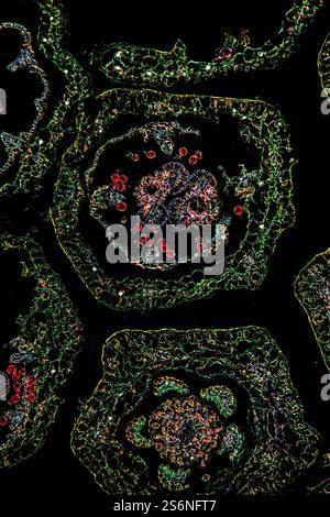 Daisy flower cross section 100x Stock Photo - Alamy