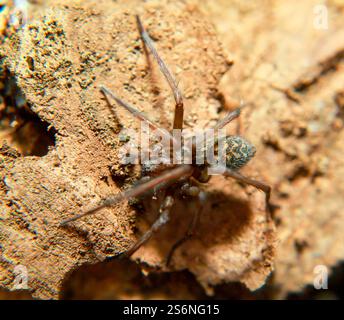 A close-up of a large angle spider. It belongs to the funnel-web ...