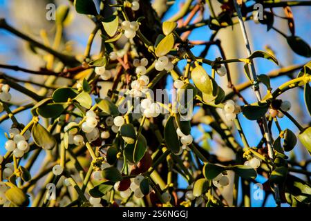 Bunches of mistletoe on a tree in Poland Stock Photo - Alamy