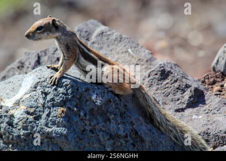 An Atlas squirrel or African ground squirrel in its habitat Stock Photo ...