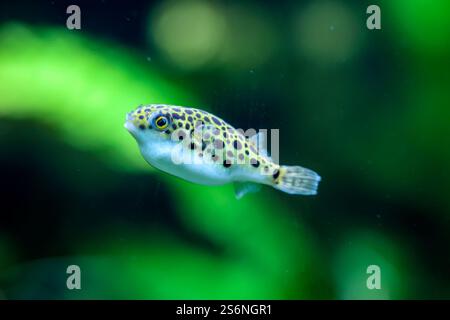 A small freshwater puffer fish in the aquarium. They feed on snails ...