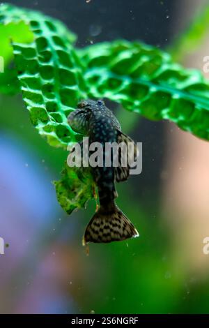 Antenna catfish in an aquarium Stock Photo - Alamy