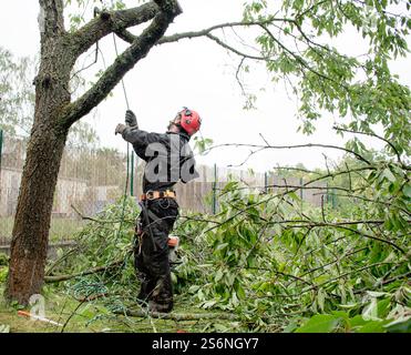 Tree care services and cultivation. Arborist tree surgeon cutting tree ...