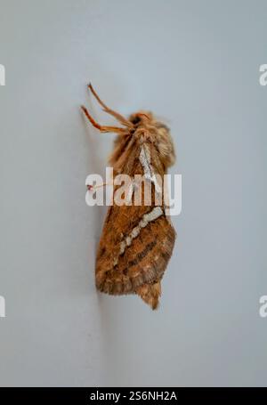 Side view of a small hop rootworm on a wall Stock Photo - Alamy