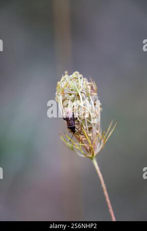 firebug on wild carrot Stock Photo - Alamy