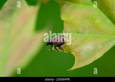 A beetle, weevil climbing on a leaf of a deciduous tree Stock Photo - Alamy