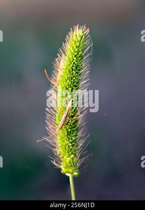 Two glass winged bugs, grass ghost, Chorosoma schillingii on a grass ...
