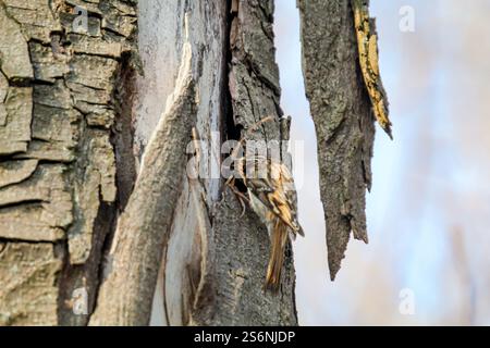 A treecreeper, Certhia brachydactyla brings nesting material to the ...
