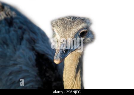 Photograph of an emu. Emus are flightless birds Stock Photo - Alamy