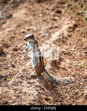 An Atlas squirrel in a desert-like region on Fuerteventura Stock Photo ...