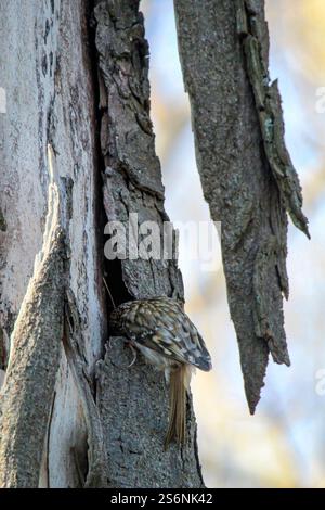 A garden treecreeper, Certhia brachydactyla brings nesting material to ...