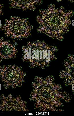 Daisy flower cross section 100x Stock Photo - Alamy