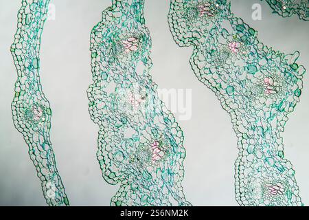 Cross section of lily with stem 100x Stock Photo - Alamy