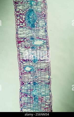 Cross section through sheet 100x Stock Photo - Alamy