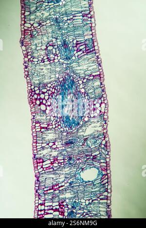 Cross section through sheet 100x Stock Photo - Alamy
