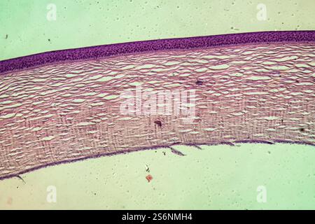 cornea eye tissue under the microscope 100x Stock Photo - Alamy