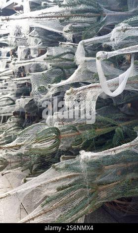 Many Christmas trees stacked and wrapped in white nets Stock Photo - Alamy