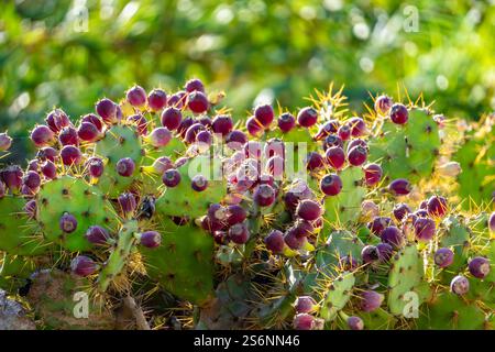 A bunch of prickly plants with red berries. The berries are small and ...