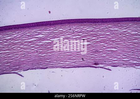 cornea eye tissue under the microscope 100x Stock Photo - Alamy