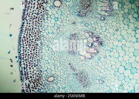 Sunflower stem horizontal 100x Stock Photo - Alamy
