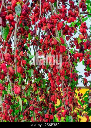 Mulberry tree (Morus nigra) with mulberries, Mediterranean Sea, Antalya ...