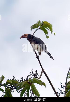 Congo pied hornbill, Elstertoko, Calao longibande, Tockus fasciatus ...