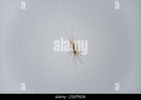 House centipede on the ceiling in the house Stock Photo - Alamy