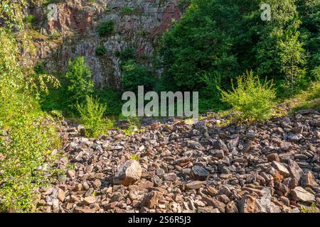 Vegetation in quartzite rock, renaturation of old quarries near Taben ...