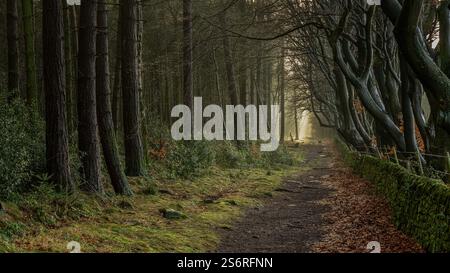 Fagus Row, Upper Moor, Peak District Stock Photo - Alamy