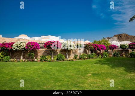 Bougainvillea and roses, park, Al Alam Palace, Muscat, Muscat, Oman ...