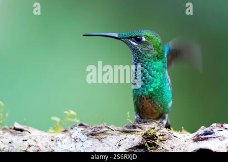 Blue-fronted flying dolphin, Leadbeater's brilliant, Violet fronted ...
