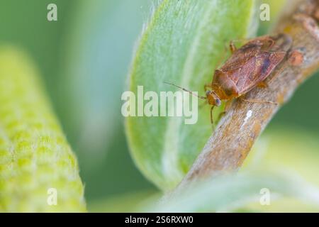 Brown mirid (Agnocoris rubicundus), sits on the inflorescence of a ...