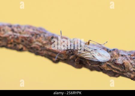 false chinch bug (Nysius ericae), sitting on a branch, Germany, Baden ...