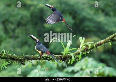 collared aracari (Pteroglossus torquatus), flying with a piece of ...