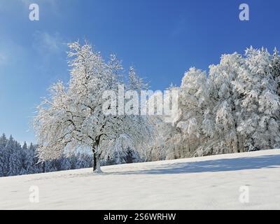 Snow-covered winter forest, Horben, Freiamt, Canton Aargau, Switzerland ...