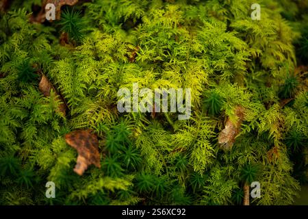 macro images of moss showing a secret canopy in the forest Stock Photo ...