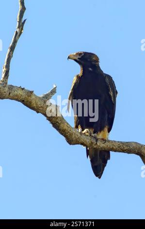 Wedge tailed eagle, Queensland, Australia Stock Photo - Alamy