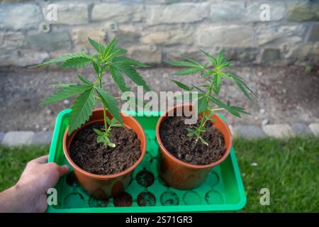 Two marijuana plants are in a green pot on the ground. The plants are ...