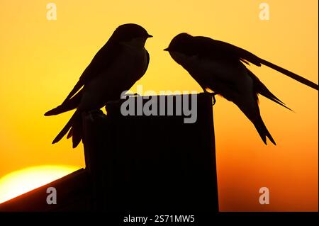 Tree swallow interaction at dawn Stock Photo - Alamy
