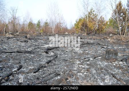 Burnt forest and scorched land after wildfire near Tarifa, Andalusia ...