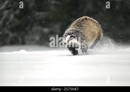 European Badger Running on a Snowy Clearing at the Forest Edge Stock ...