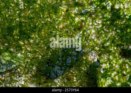 Close up of Mint Sauce Worms (Symsagittifera roscoffensis) on a sandy ...