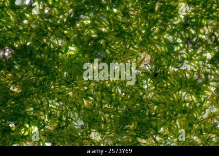 Close up of Mint Sauce Worms (Symsagittifera roscoffensis) on a sandy ...