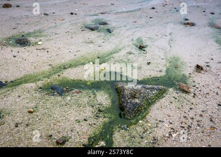 Tens of thousands of green Mint Sauce Worm (Symsagittifera roscoffensis ...