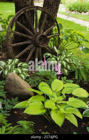 Hostas 'Inniswood' and 'Sharmon' in mixed border underneath Malus ...
